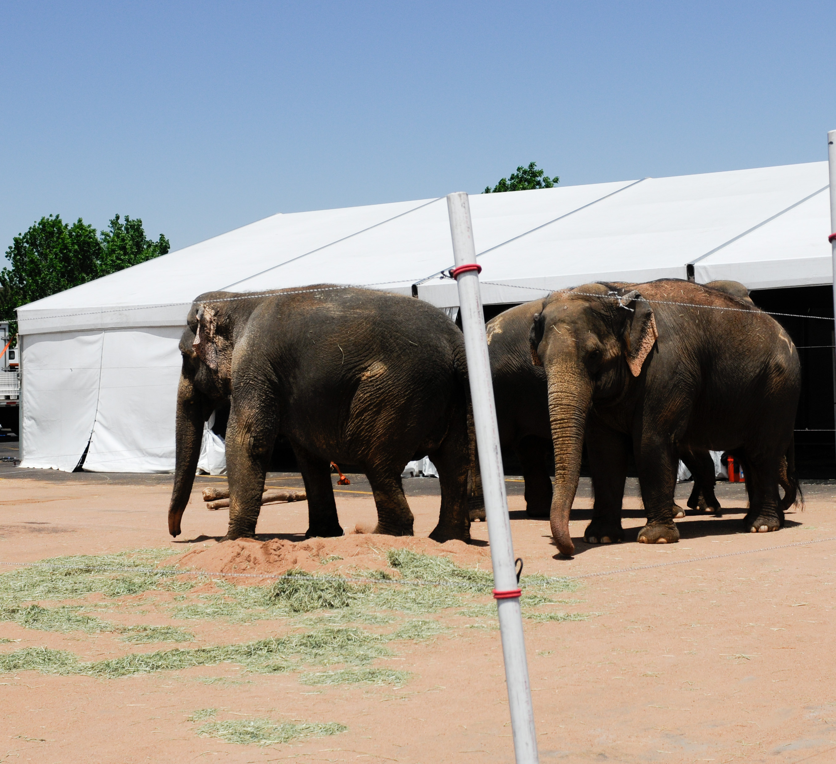 The elephants came out to say hello