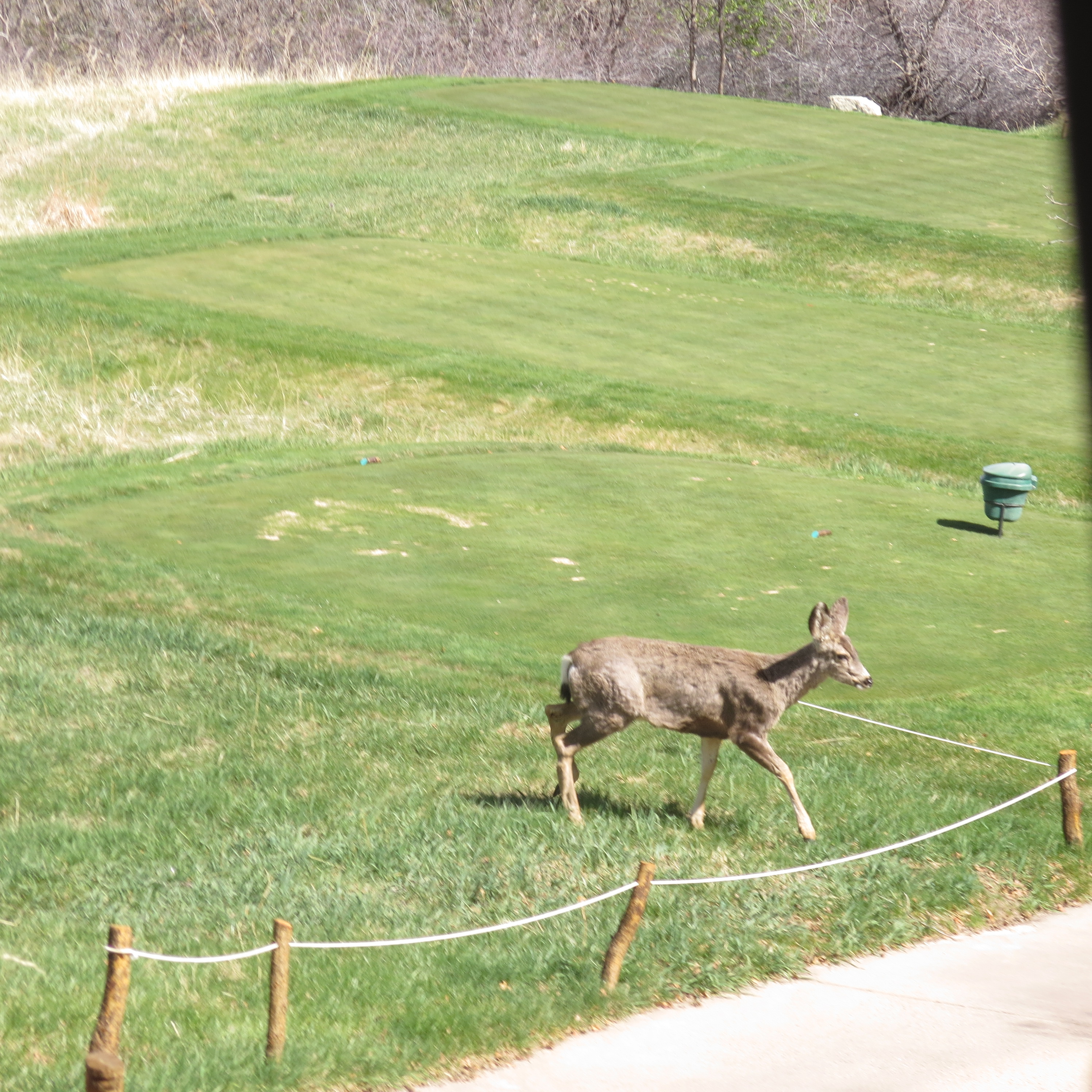 The golfers were enchanted to see a family of 5 deer stop the game.